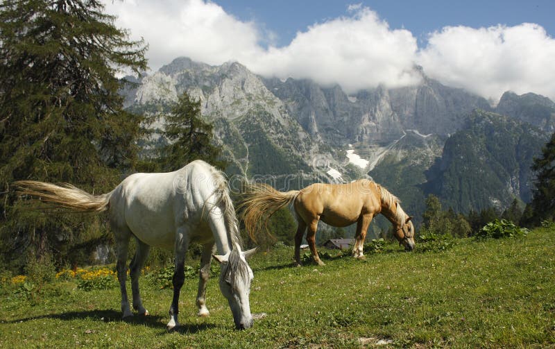 Two Horses stock image. Image of nibble, animals, champ - 10397141