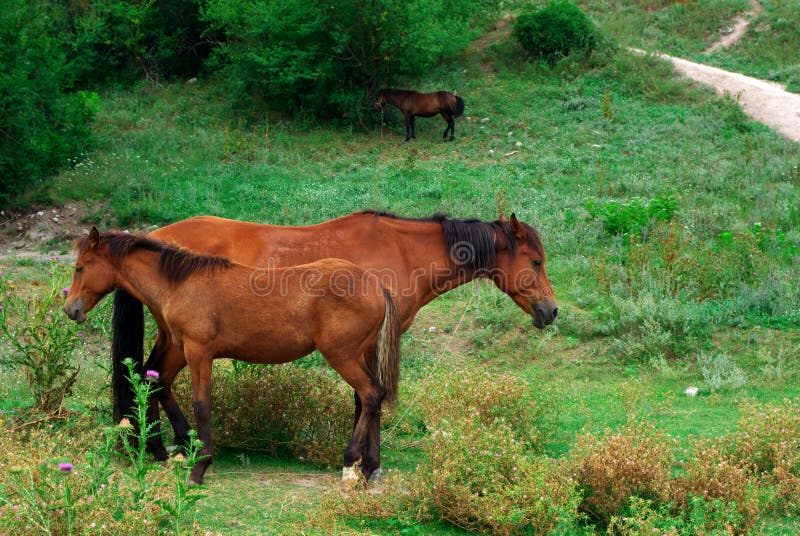 Two horses stock image. Image of horizontal, full, horses - 10814797
