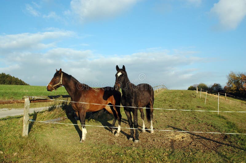 Two horses. stock photo. Image of hessian, headstall - 11710358