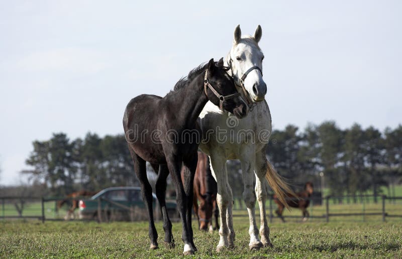 Two horses stock image. Image of grass, racing, beautiful - 12456903