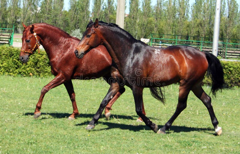 Two horses stock image. Image of carroty, beautiful, noble - 12506539