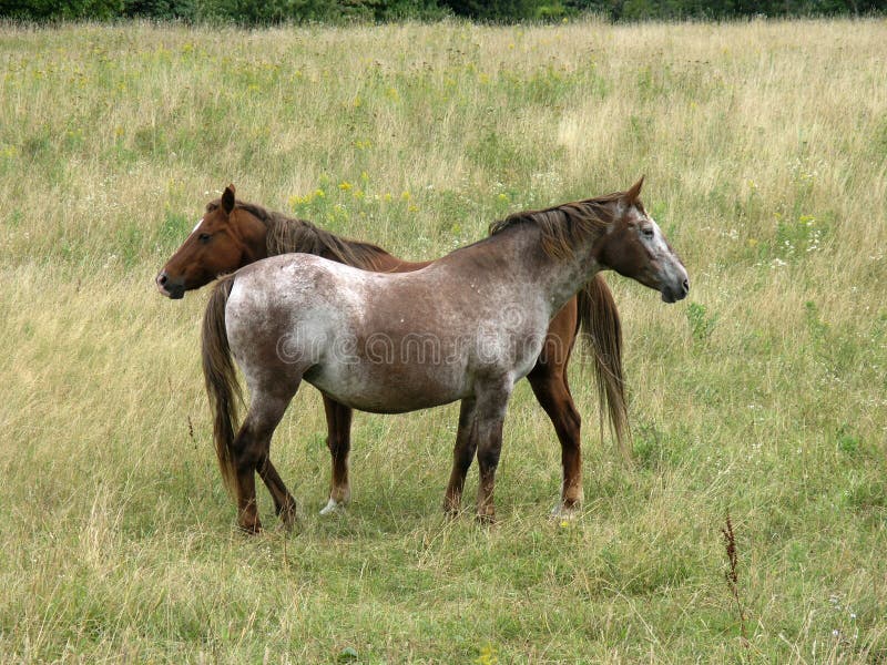 Two Horses stock image. Image of animal, black, life, grassland - 1325651