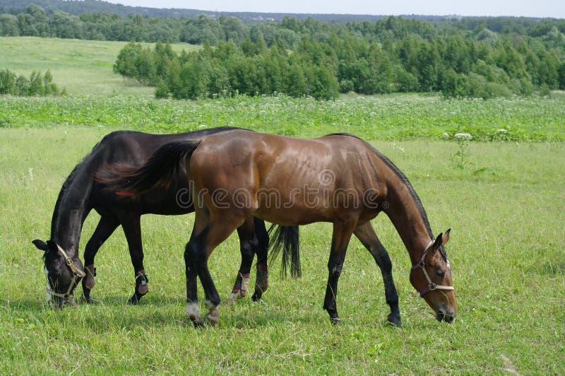 Two horses stock image. Image of green, horse, standing - 14893557