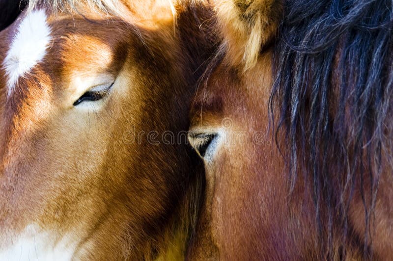 Two horses stock image. Image of farm, animal, horses - 18542681
