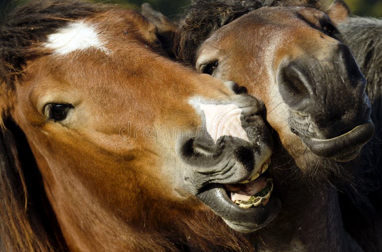 Two horses stock photo. Image of animal, hairy, equestrian - 22043126