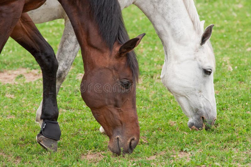 Two Horses stock photo. Image of close, feeding, equine - 25441972