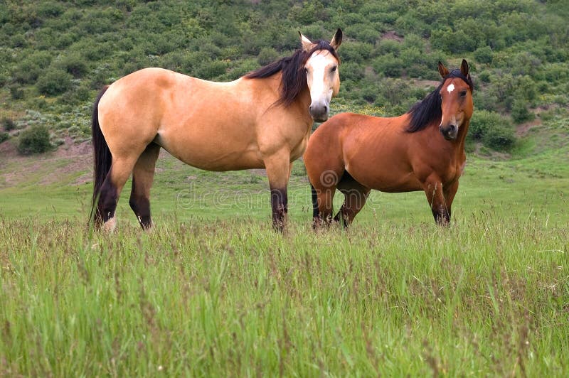 Two Horses stock image. Image of pasture, domestic, brown - 26018871