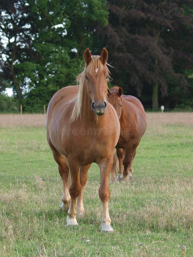 Two Horses stock image. Image of grass, liberty, equine - 28979321
