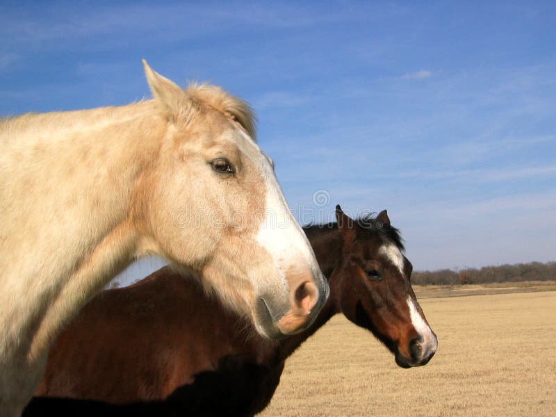 Two Horses stock image. Image of twosome, winter, companion - 54975