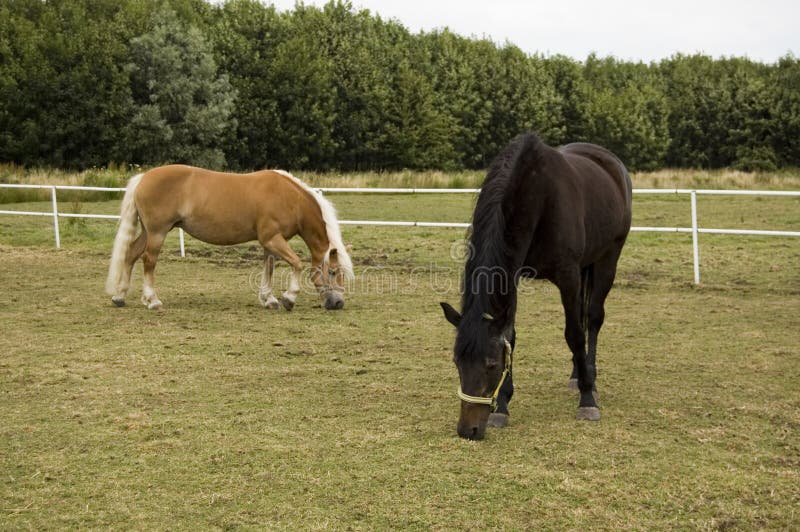 Two Horses Picture. Image: 5631873