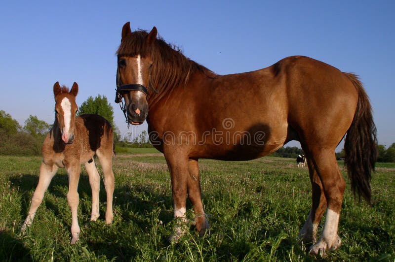 Two Horses stock photo. Image of mare, mother, horse, animal - 581318
