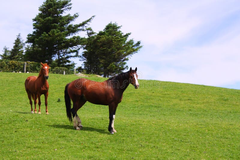 Two horses stock photo. Image of lawn, animals, meadows - 7125120