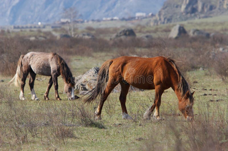 Two horses stock photo. Image of yard, nature, white, stallion - 771388