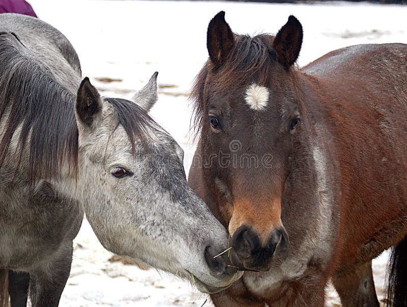 Two Horses Picture. Image: 8074165