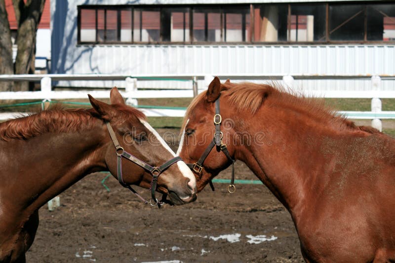 Two Horses stock photo. Image of domestic, chestnut, nature - 8861596
