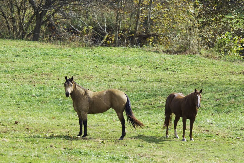Two Horses in Autumn Pasture with Neg Space Stock Image - Image of ...