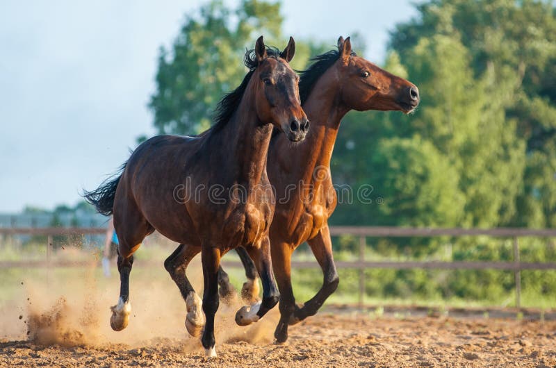 Two horses stock photo. Image of mare, stallion, strength - 59727460