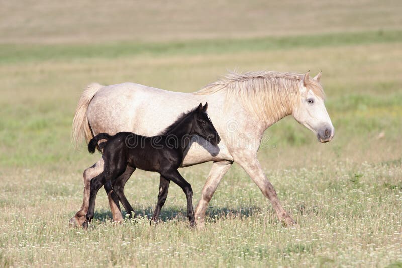 White Thoroughbred Foal