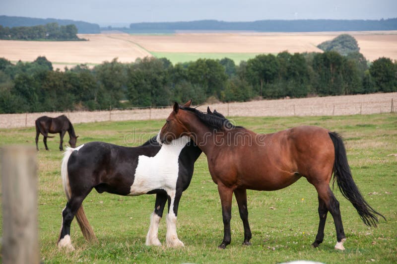 Two Horses Love Stock Images - Download 1,742 Royalty Free Photos