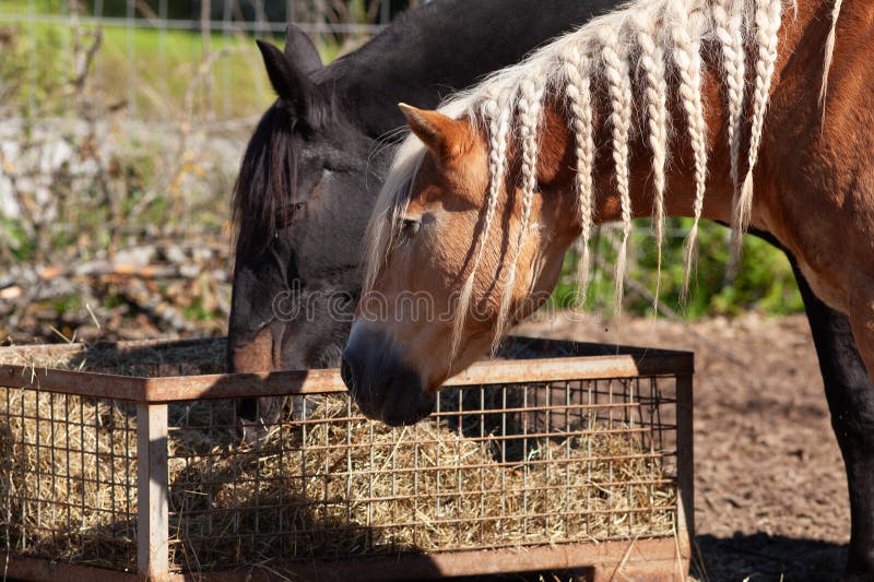 Two Horses Eating Hay from the Feeder Stock Image - Image of animals ...
