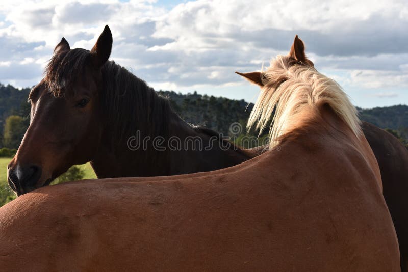 Two Horses Expressing Familiarity Stock Photo - Image of pair, animal ...
