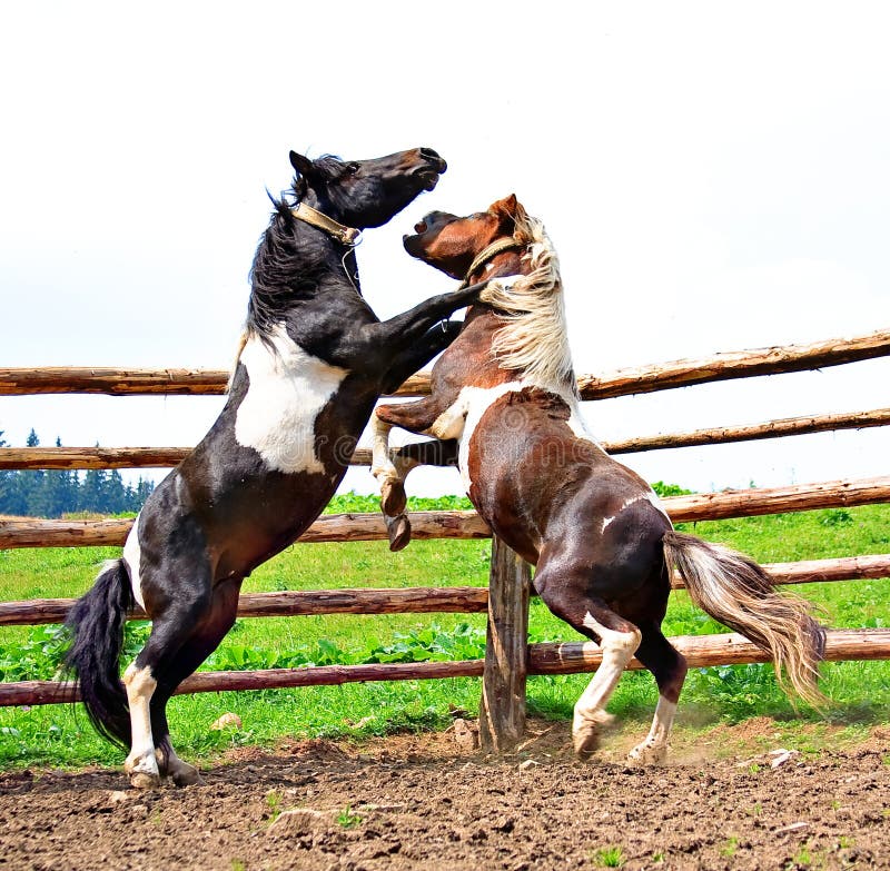 Two horses fighting stock image. Image of kenter, grass - 10930967