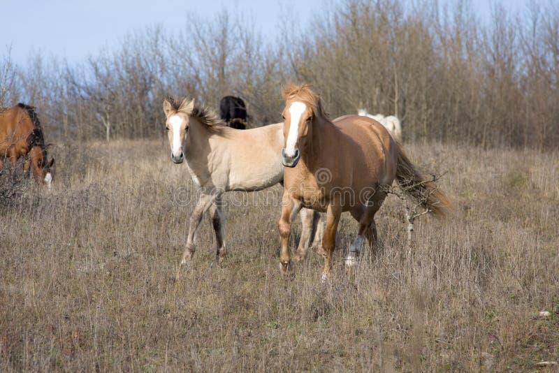 Two horses galloping stock image. Image of forest, field - 14750031