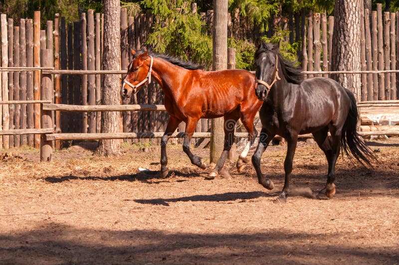 Two horses stock image. Image of allure, outdoors, equestrian - 30774205