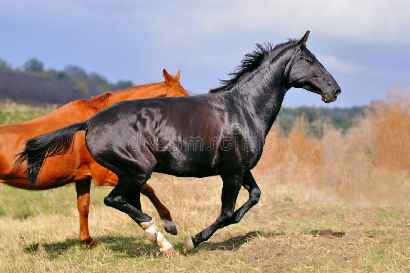 Two Horses Galloping in Field Stock Image - Image of movement, fall ...