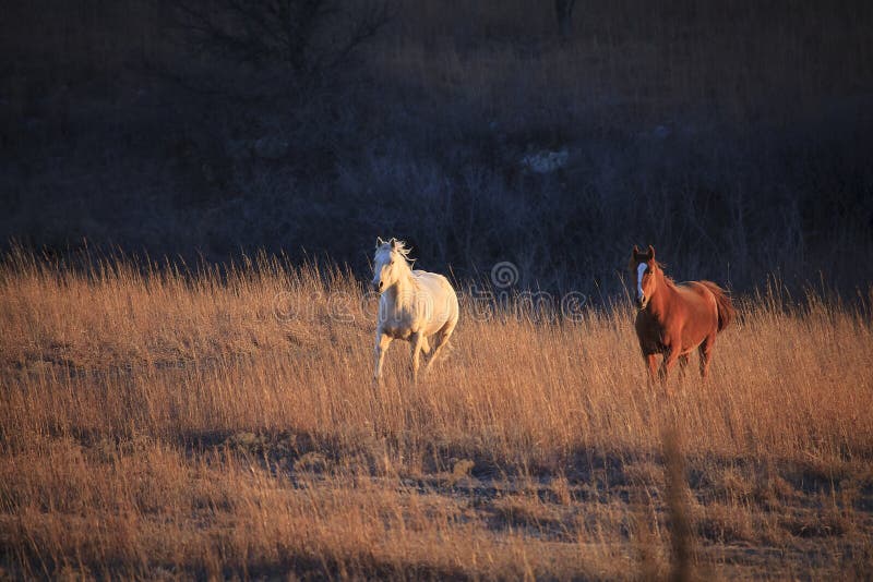 Two horses galloping stock image. Image of palomino, equestrian - 28424715