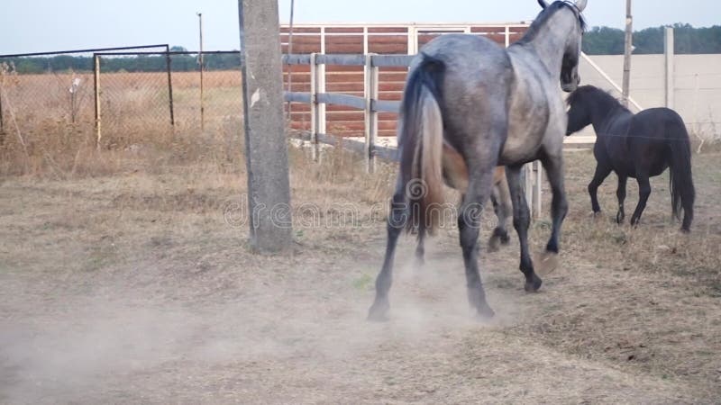 Two Horses Galloping Together in the Paddock Stock Footage - Video of ...