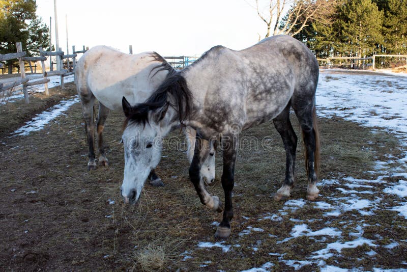 Two horses graze in winter stock image. Image of dawn - 83641973