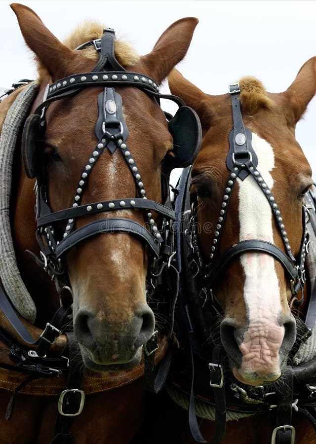 Gray Draft Horse Team stock photo. Image of clouds, muscular - 9147662