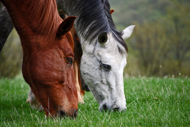 Two horses heads stock image. Image of farm, green, horse - 5784869