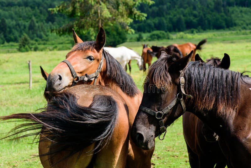 Crowd of horses stock image. Image of crowd, horses, colors - 85366765