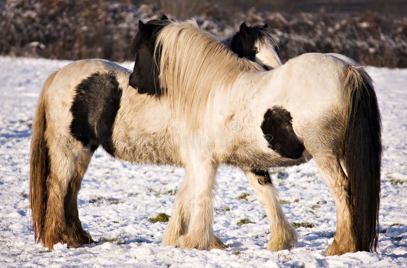 Two Horses Keeping Warm in the Cold Winter Snow Stock Photo - Image of ...