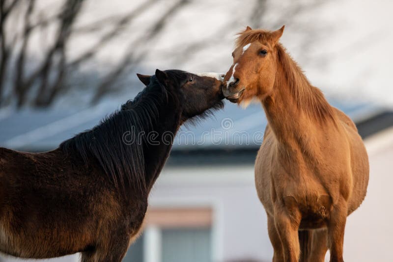 Two Horses Kissing stock image. Image of tail, family - 6648315