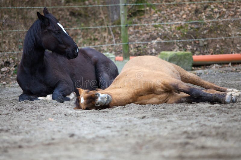 Horse with Colic Lay Down and Sleep Outside Stock Photo - Image of ...