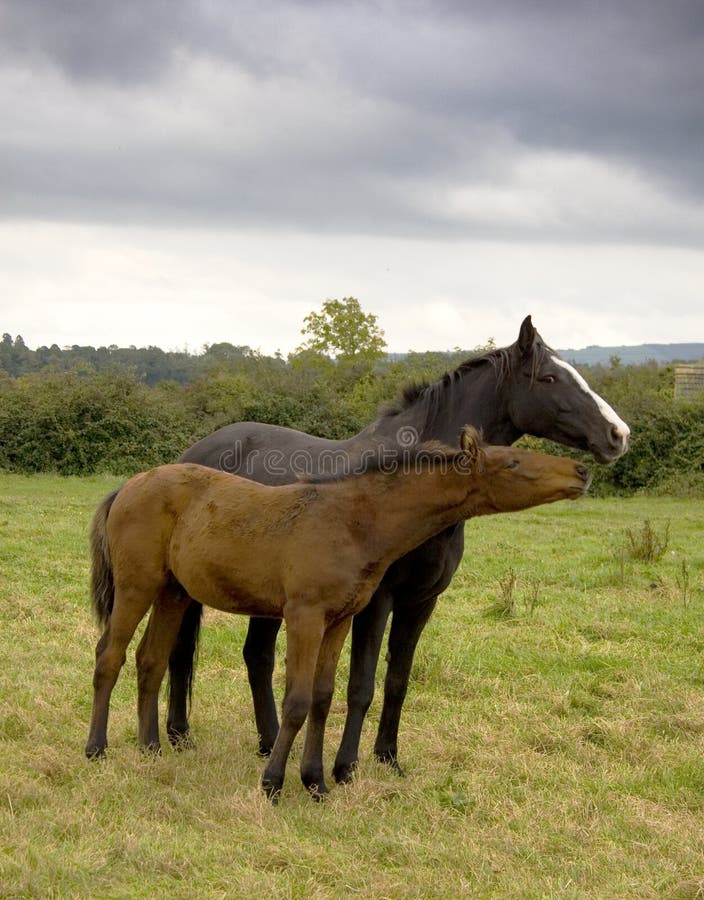 Two horses in love stock image. Image of farm, clouds - 11323947