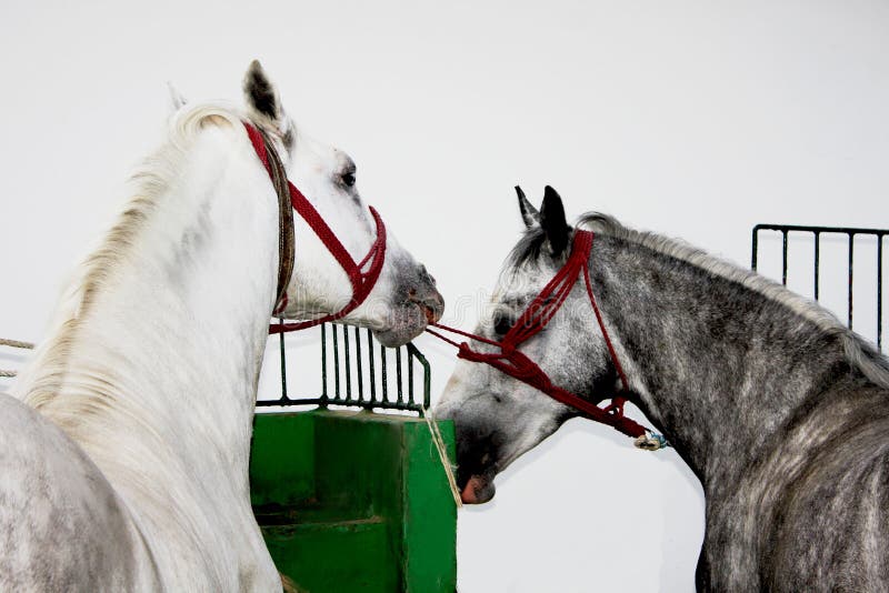 Two Horses Love Stock Images - Download 1,742 Royalty Free Photos