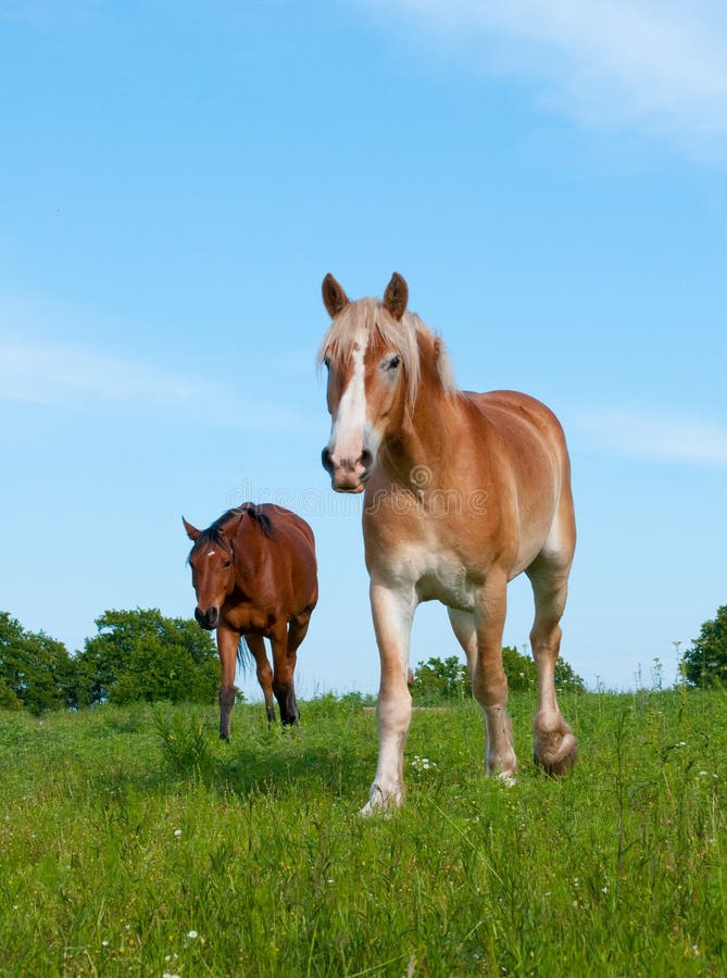 Two Horses in Lush Spring Pasture Stock Image - Image of domestic ...