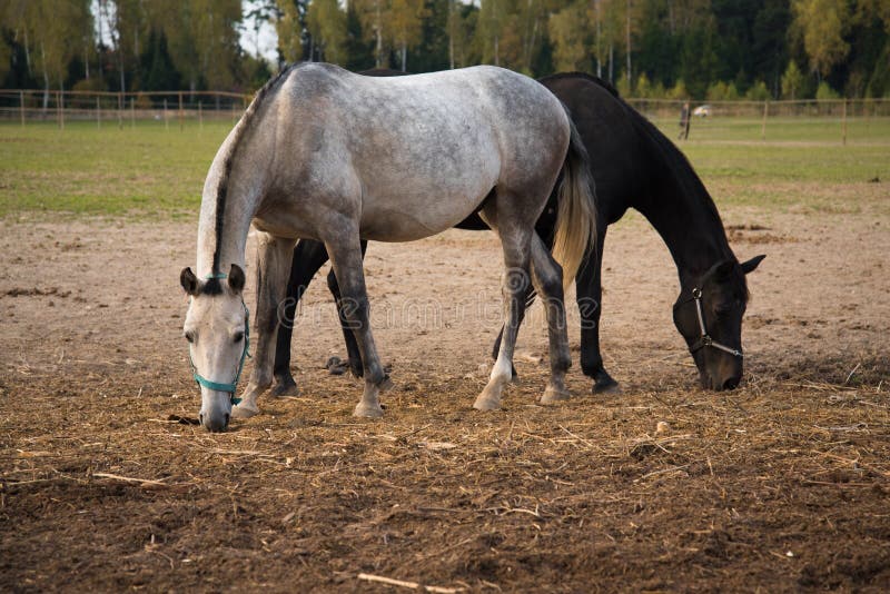 Two Horses are in the Paddock. Beautiful Animals Look at the Camera ...