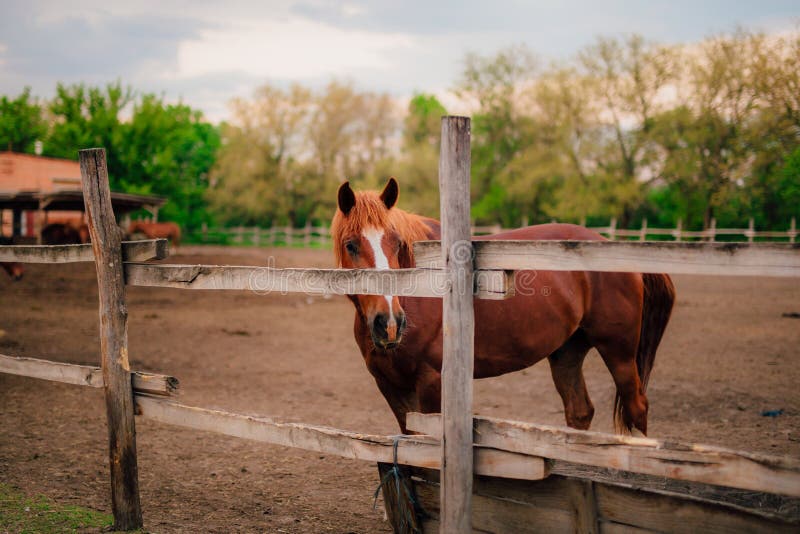 Two Horses in a Paddock during Summer Stock Photo - Image of beautiful ...
