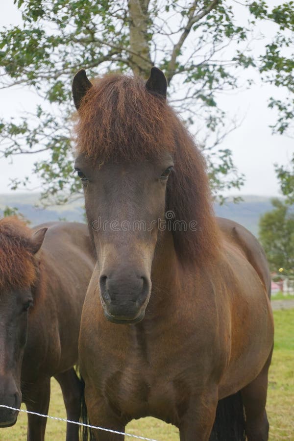 Two Horses on Pasture, Trees on Second Plan Stock Image - Image of ...