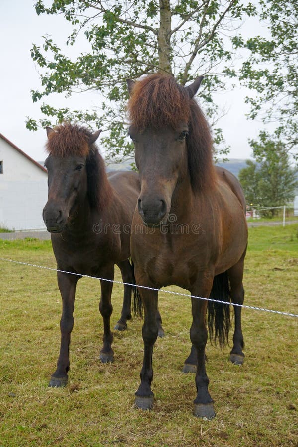 Two Horses on Pasture, Trees on Second Plan Stock Photo - Image of ...