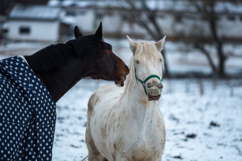 Two horses play together stock photo. Image of couple - 109807976