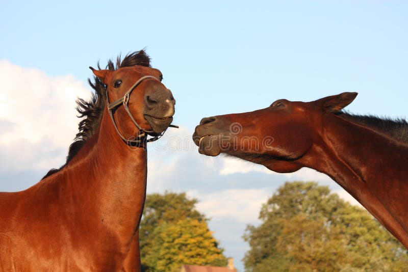 Two Horses Playing with Each Other Stock Photo - Image of companion ...