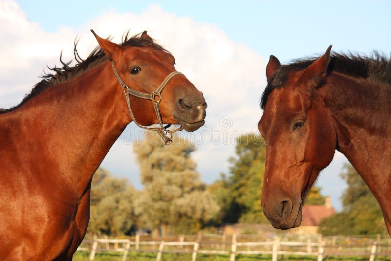 Two Horses Playing with Each Other Stock Photo - Image of grazing ...