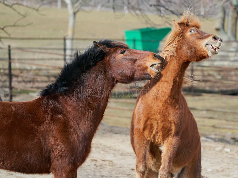 Two horses playing stock image. Image of playing, horses - 140905023