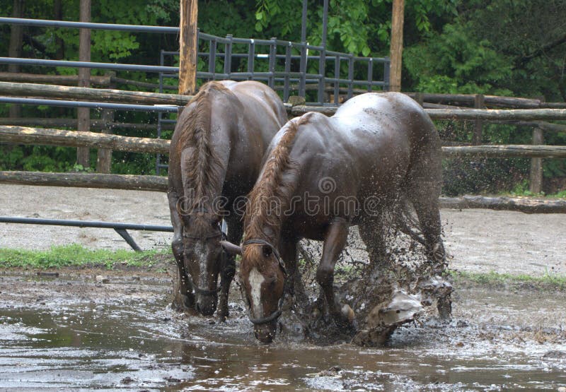 Horses Playing in Mud Puddle Stock Image - Image of drainage, field ...